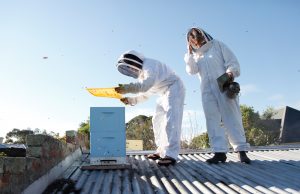 The barometry of bees: Melbourne City Rooftop Honey | Assemble Papers