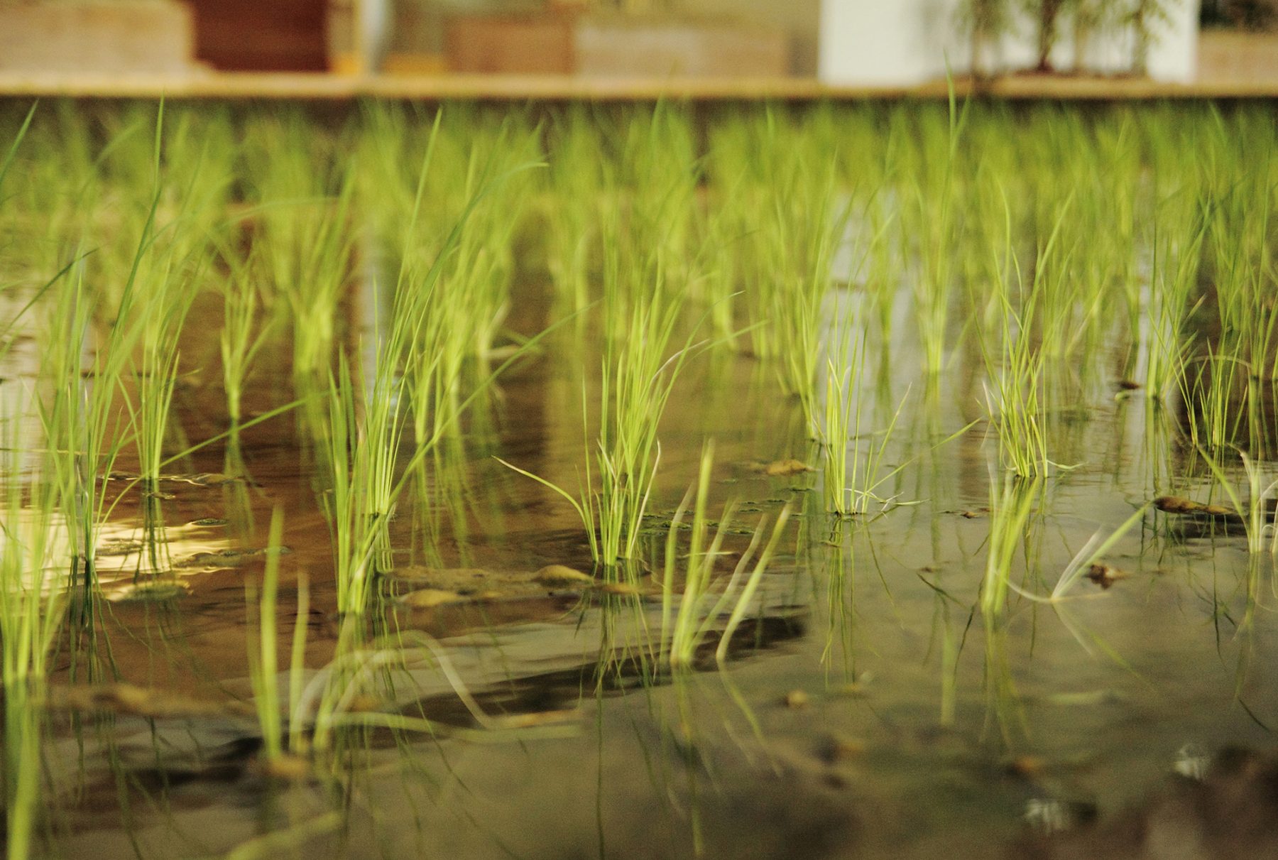 Pasona brings agriculture to the city in Tokyo | Assemble Papers