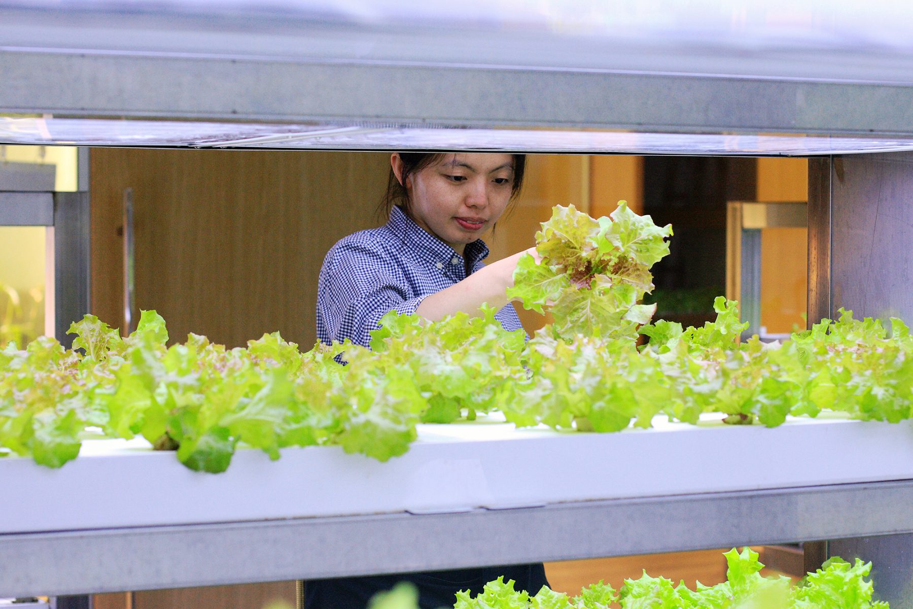 Pasona brings agriculture to the city in Tokyo | Assemble Papers