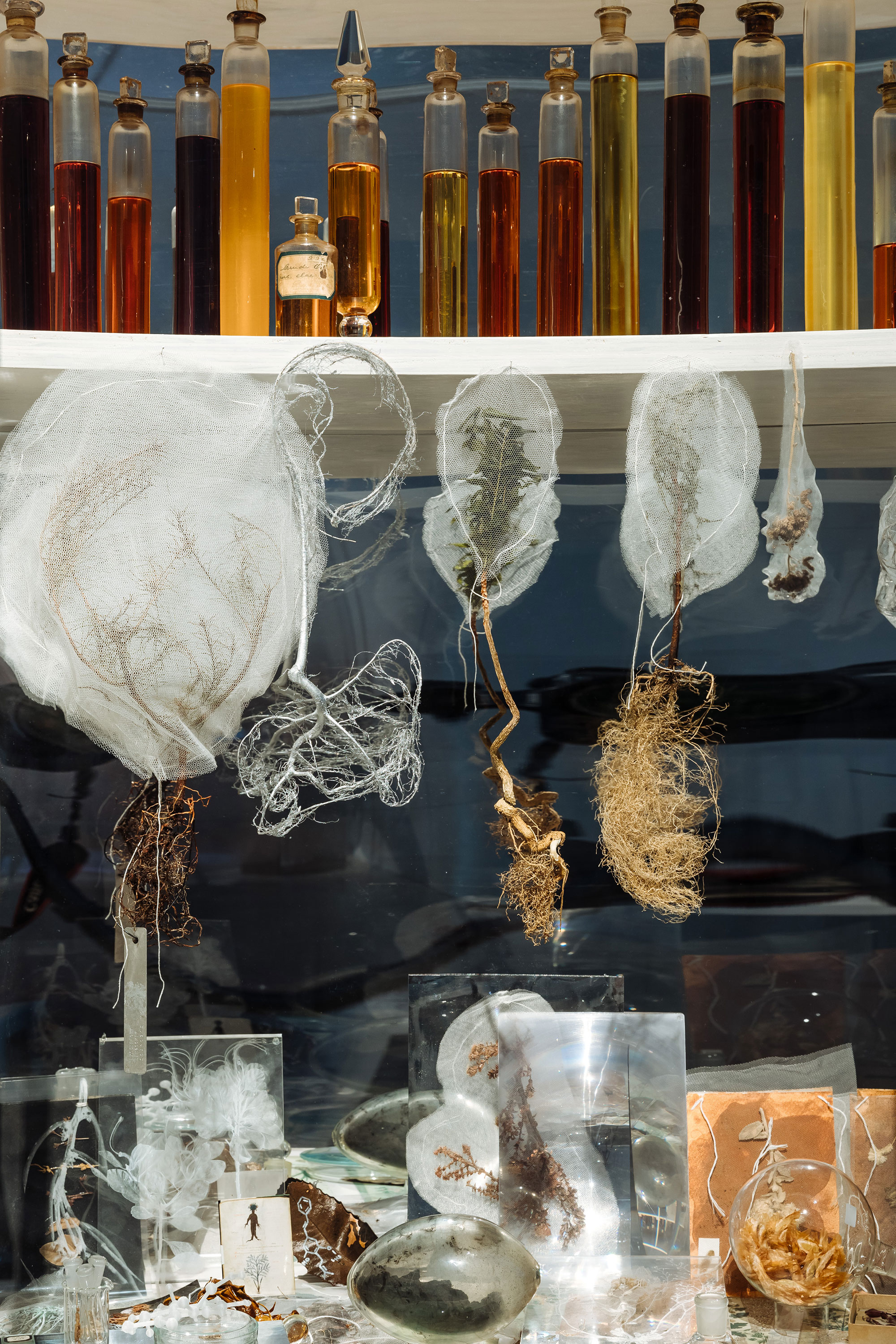 Janet Laurence: Empathy for Fragile Creatures | Assemble Papers